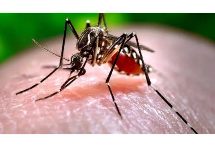 Explained: Why Singapore's dengue emergency is a climate change wake-up ... Explained: Why Singapore's dengue emergency is a climate change wake-up ...